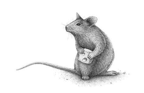 How To Draw A Mouse With Pen And Ink