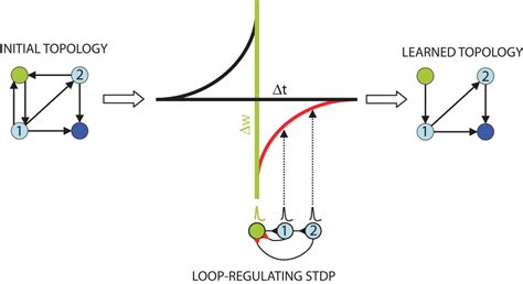 Schematic Of The Topological Effect Of Stdp Feedback Connections In An
