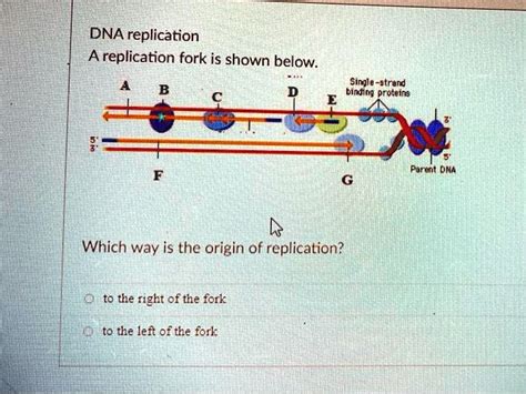 Solved Dna Replication A Replication Fork Is Shown Below Single Strand Binding Proteins