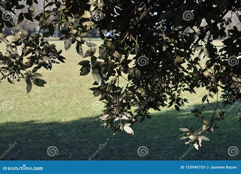 Hanging Leaves From Tree Stock Image Image Of Leaves