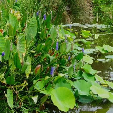 25 Things You Can Add To A Pond Creative Ideas Pond Informer