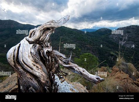 A Twisted Ancient Tree Trunk Stands Prominently Against A Backdrop Of