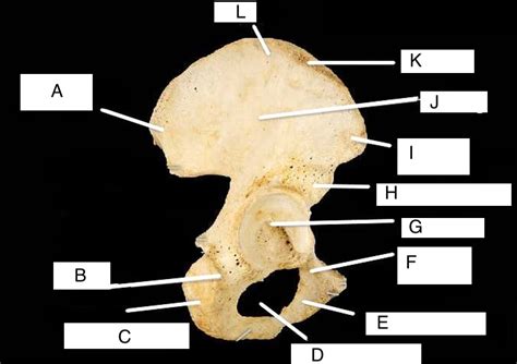 Exam Axial Skeleton Diagram Quizlet