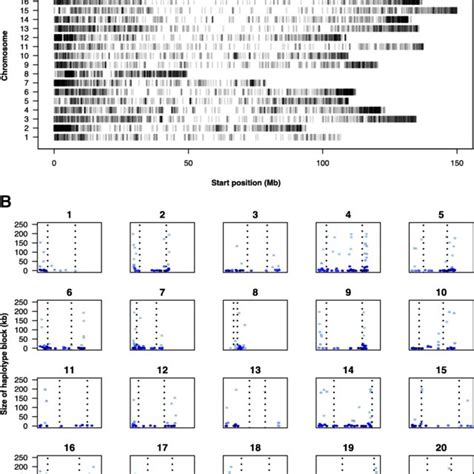 Genome Wide Snp And Haplotype Block Distribution A Distribution Of