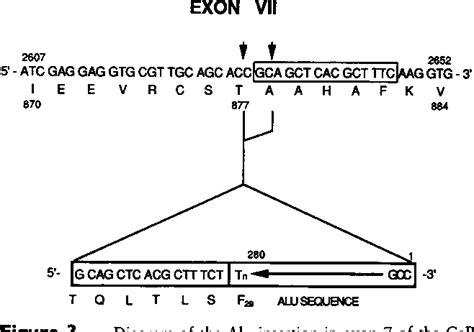 Figure 2 From Insertion Of An Alu Sequence In The Ca2 Sensing Receptor