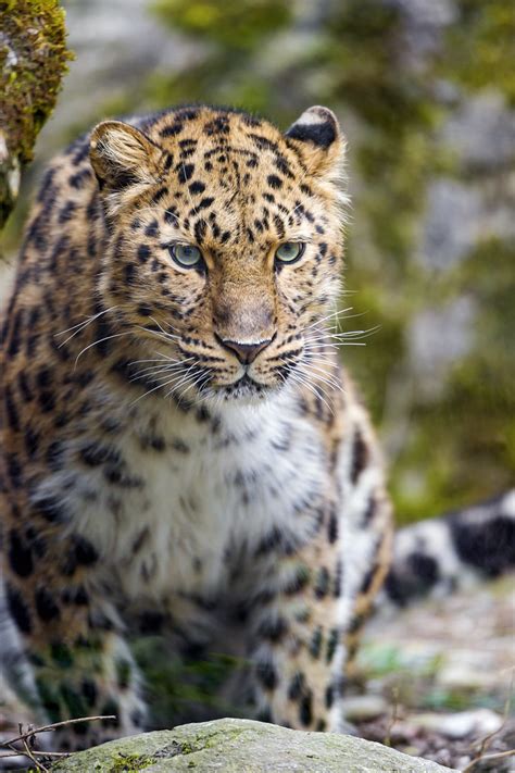 9 Different Types Of Leopards With Pictures