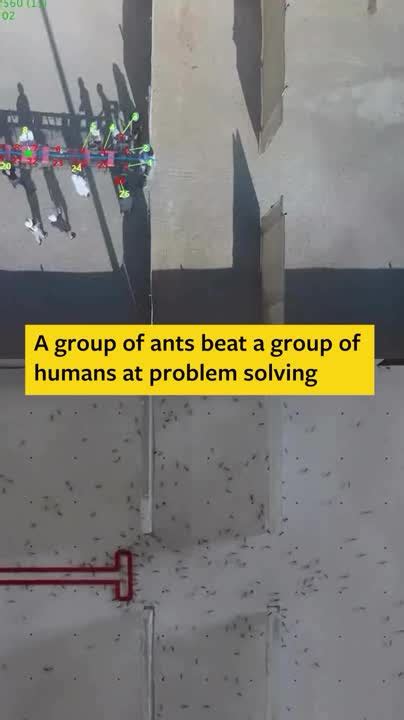 Ants Are Amazing Problem Solvers And As A Superorganism Species We
