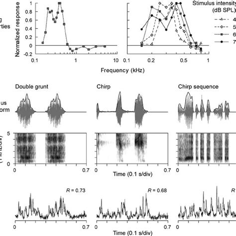 Representation Of The Temporal Envelope Of Speech In Human Auditory Download Scientific Diagram