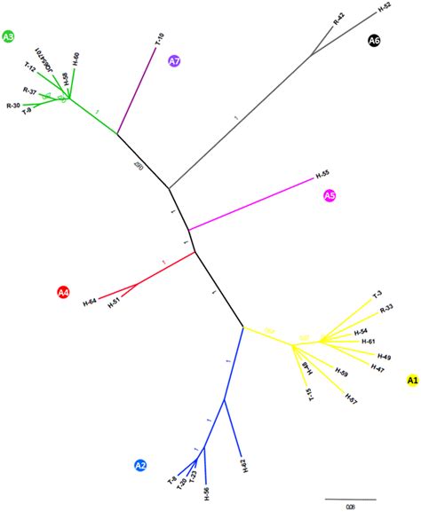 bayesian phylogenetic analysis of the partial e protein gene sequences