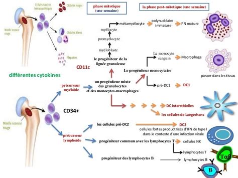 Cours 4 Cellules Dendritiques Et Lnk 2016