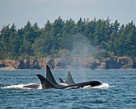 The Problem With Orca Babies And Becoming Part Of The Solution A Q A With Orca Network Educator