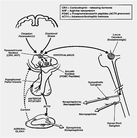 Figure 1 From Hypothalamic Pituitary Adrenal Axis Suppression And Inhaled Corticosteroid Therapy