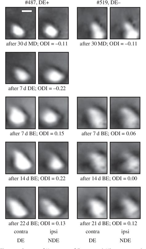 Figure 1 From Enhancement Of Visual Cortex Plasticity By Dark Exposure