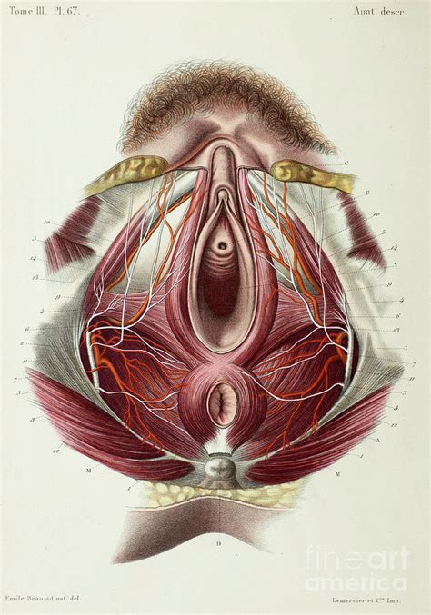 Perineal Body Female