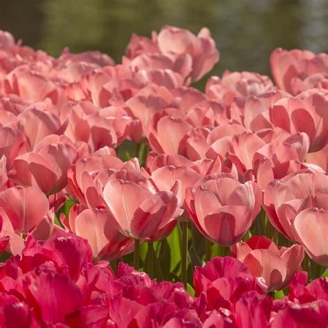 Tulpan Salmon Van Eijk Darwin 7st Dahlias By Linn