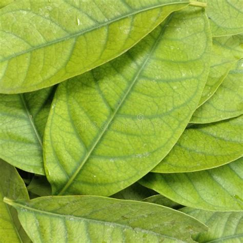 Bay Leaves Are Used As Traditional Medicine Stock Image Image Of Traditional Used 316900437