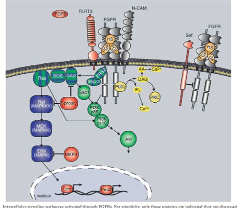 Figure 2 From Fibroblast Growth Factor Signaling During Early Vertebrate Development Semantic