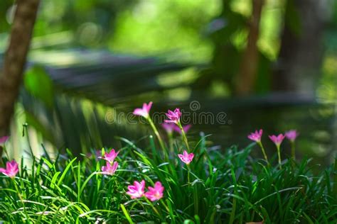 Little lilly blossom stock photo. Image of plant, green - 179270754