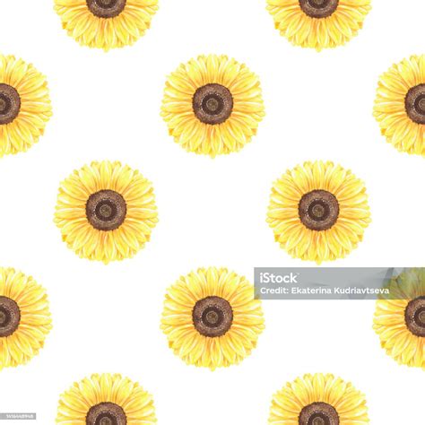 해바라기 이음새가 없는 패턴 수채화 빈티지 일러스트레이션 흰색 배경에 고립되어 있습니다 가을에 대한 스톡 벡터 아트 및 기타 이미지 Istock
