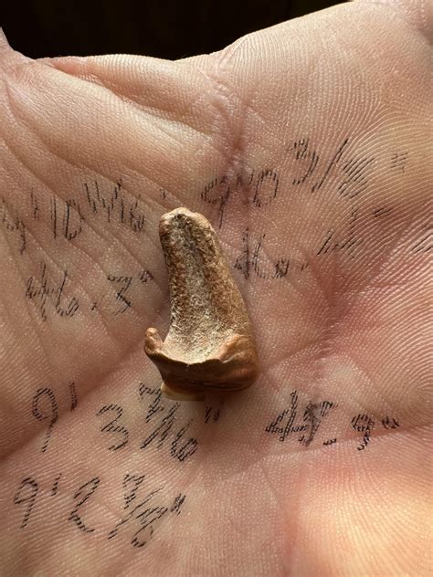 Any Idea On This Fossilized Tooth R Fossilid