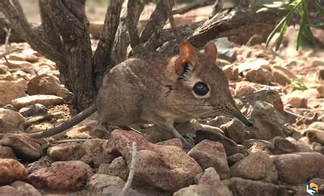 After 50 Years Scientists Confirm That Adorable Elephant Shrew Species