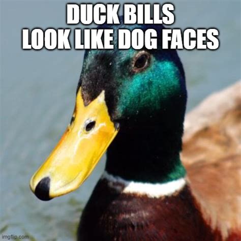 Male Duck Face Memes