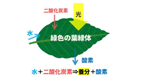 【中2理科】葉のはたらき（光合成・呼吸・蒸散）の要点まとめ デルココ