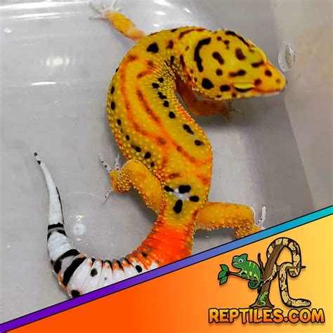 What Watt For Leopard Gecko at Joshua William blog