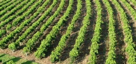 Quest Ce Que La Boisson Maté Souvent Appelé Yerba Mate Frate Mate Club