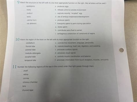 Solved Testis Match The Structure On The Left With Its One Chegg Com