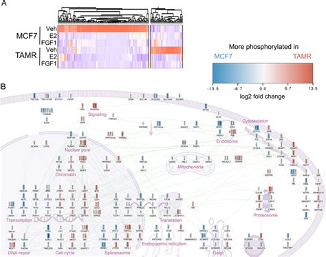 Steady State Phospho Proteomics Analysis Of Er Positive Breast Cancer Download Scientific