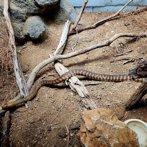 Woma Python Aspidites Ramsayi Zoochat Woma Python Aspidites Ramsayi Zoochat