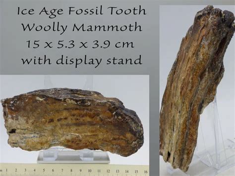 Ice Age Prehistoric Fossil Woolly Mammoth Tooth Segment Pleistocene