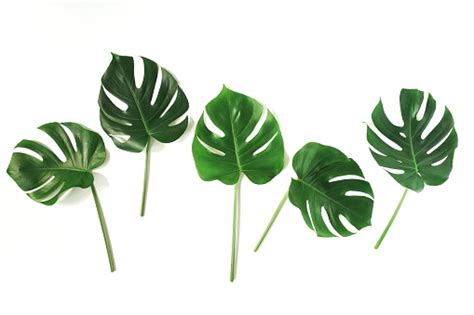 열대 녹색 괴물 잎 흰색 배경에 고립 된 가지 패턴 상단 보기 포스터 0명에 대한 스톡 사진 및 기타 이미지 0명 곡선 관목 Istock