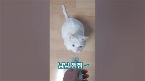공중부양하는 고양이 Youtube
