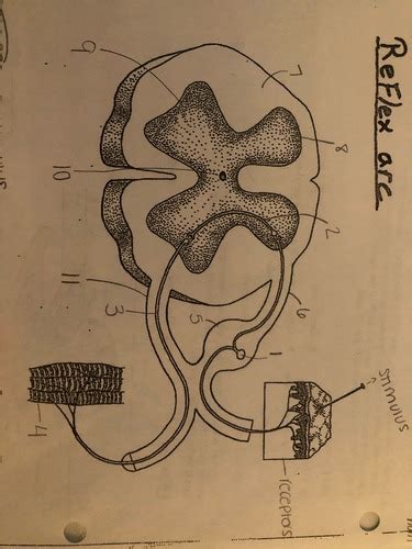 Reflex Arc Flashcards Quizlet