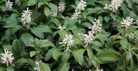 Creeping And Groundcover Plants Resistant Solutions For Rockeries And