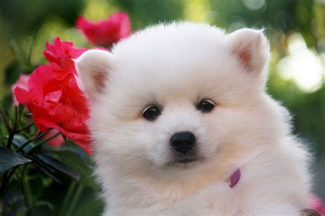 Японский шпиц порода с пушистым характером и белоснежной шерстью