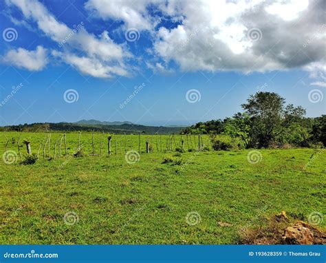 Tropical Grassland