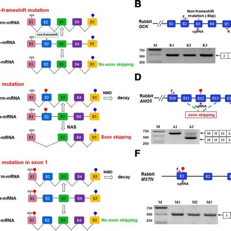 Pdf Crispr Induced Exon Skipping Is Dependent On Premature Termination Codon Mutations