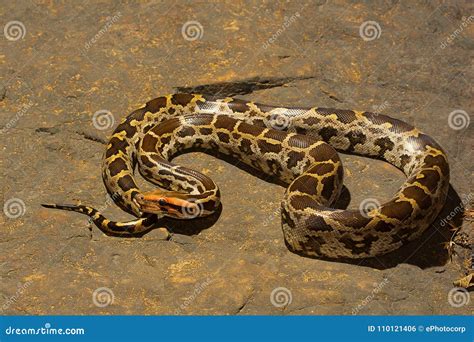 Indian Rock Python Python Molurus Aarey Milk Colony India Stock