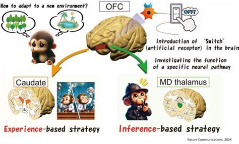 Neuronal Pathways Involved In Adaptive Decision Making Sciencemission