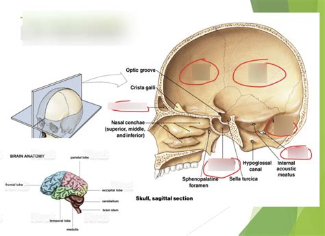 The Cranial Fossae Diagram Quizlet