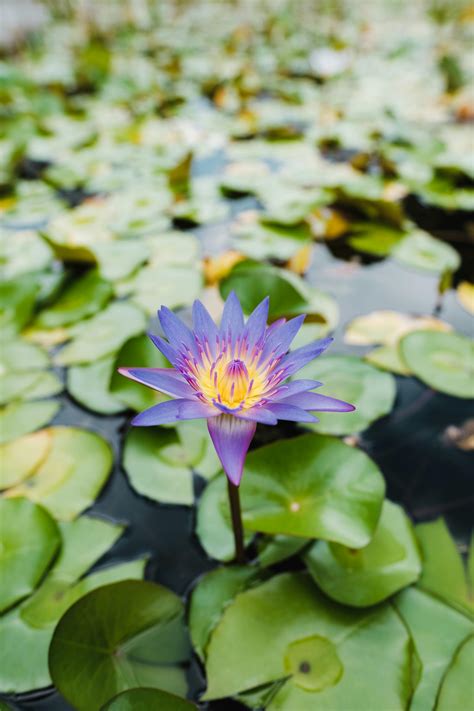 Egyptian Lotus Photos Download The Best Free Egyptian Lotus Stock