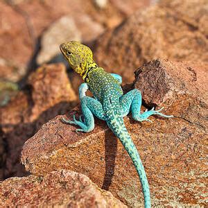 Turquoise Collard Lizard Photograph By Elizabeth Hart Fine Art America