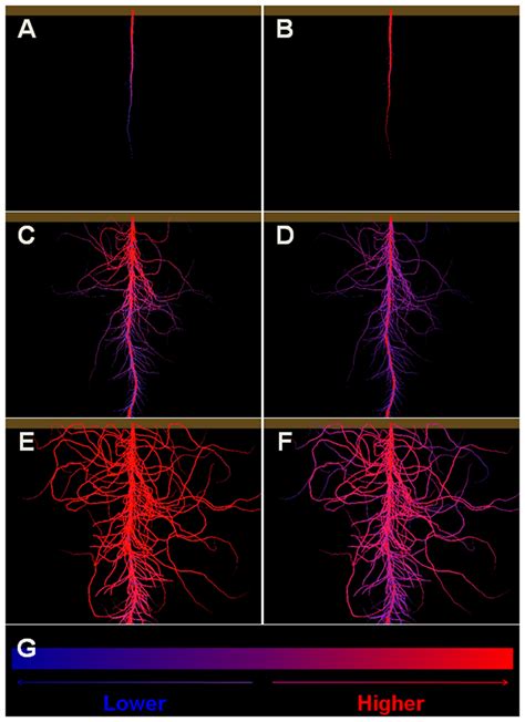 Allocation Of The Putative SDI Signal During A Virtual Experiment The Download Scientific