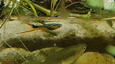 Endler Guppi Ii Kerület Hal Jófogás