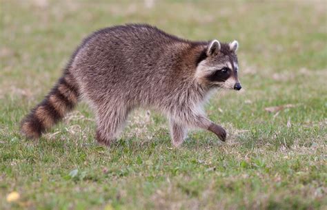 Texas Raccoon Removal The Safes And Humane Wildlife Control