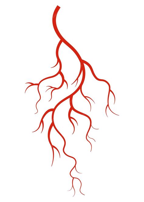 Premium Vector Human Veins Red Silhouette Vessel Arteries Or