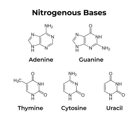 Biomolecules Definition Structure Classification Examples Geeksforgeeks